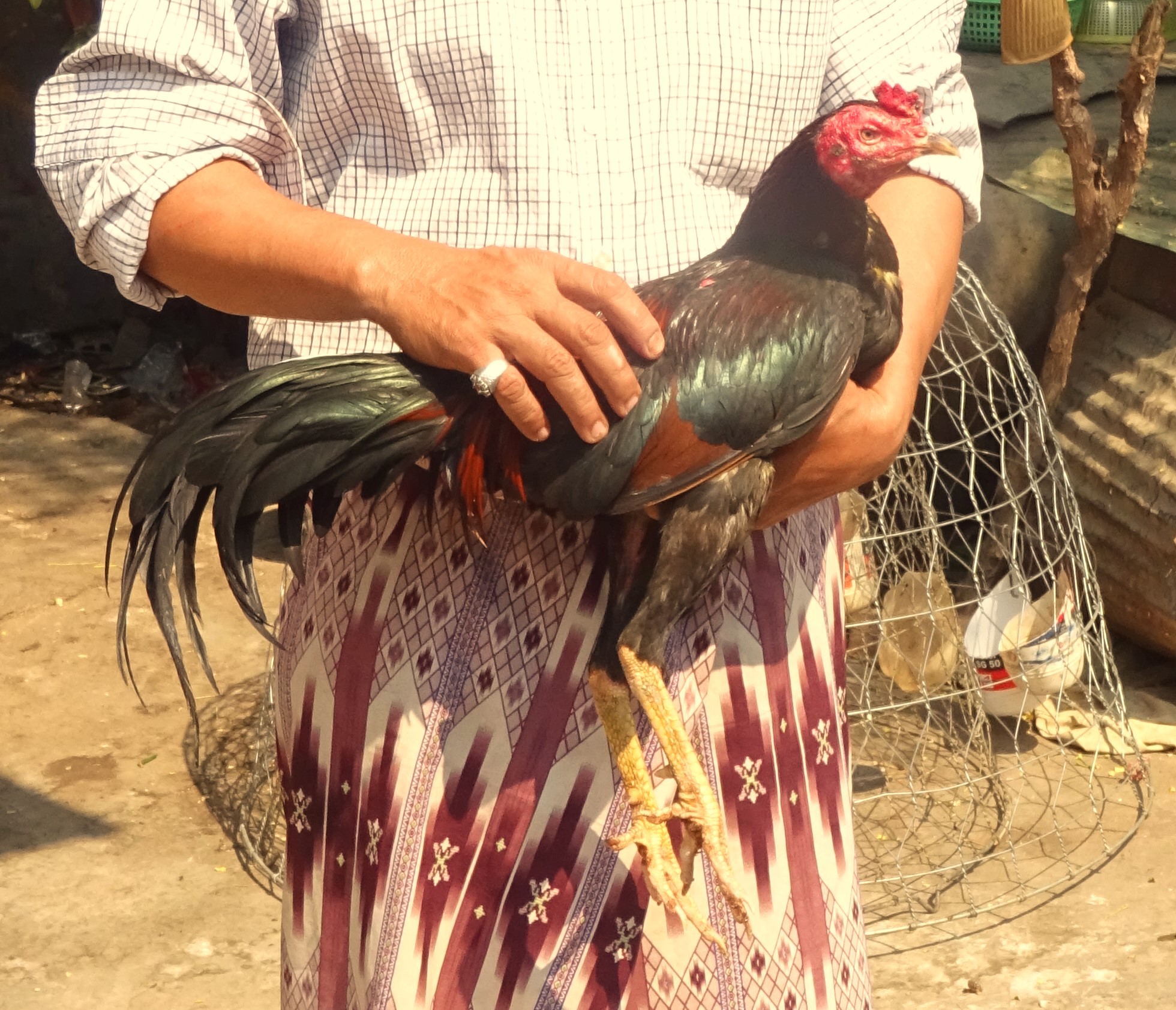 No ‘human-to-human infection’ of bird flu in Cambodia - Neena Bhandari